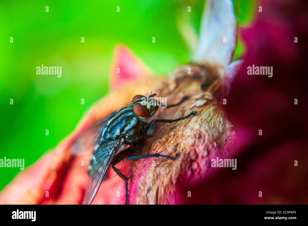 Rotten rose hi-res stock photography and images - Alamy