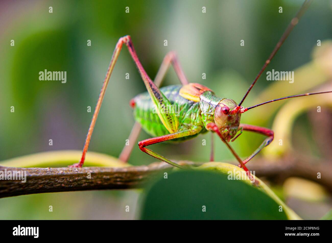 Colorful cricket sits on the grean leaf Stock Photo - Alamy