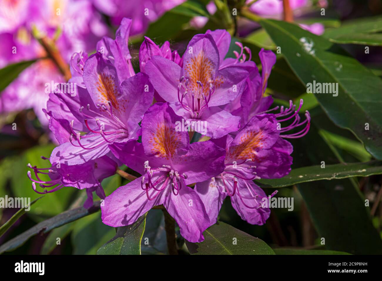 Beautiful fragrant flowers in an English park in Wolverhampton Stock ...