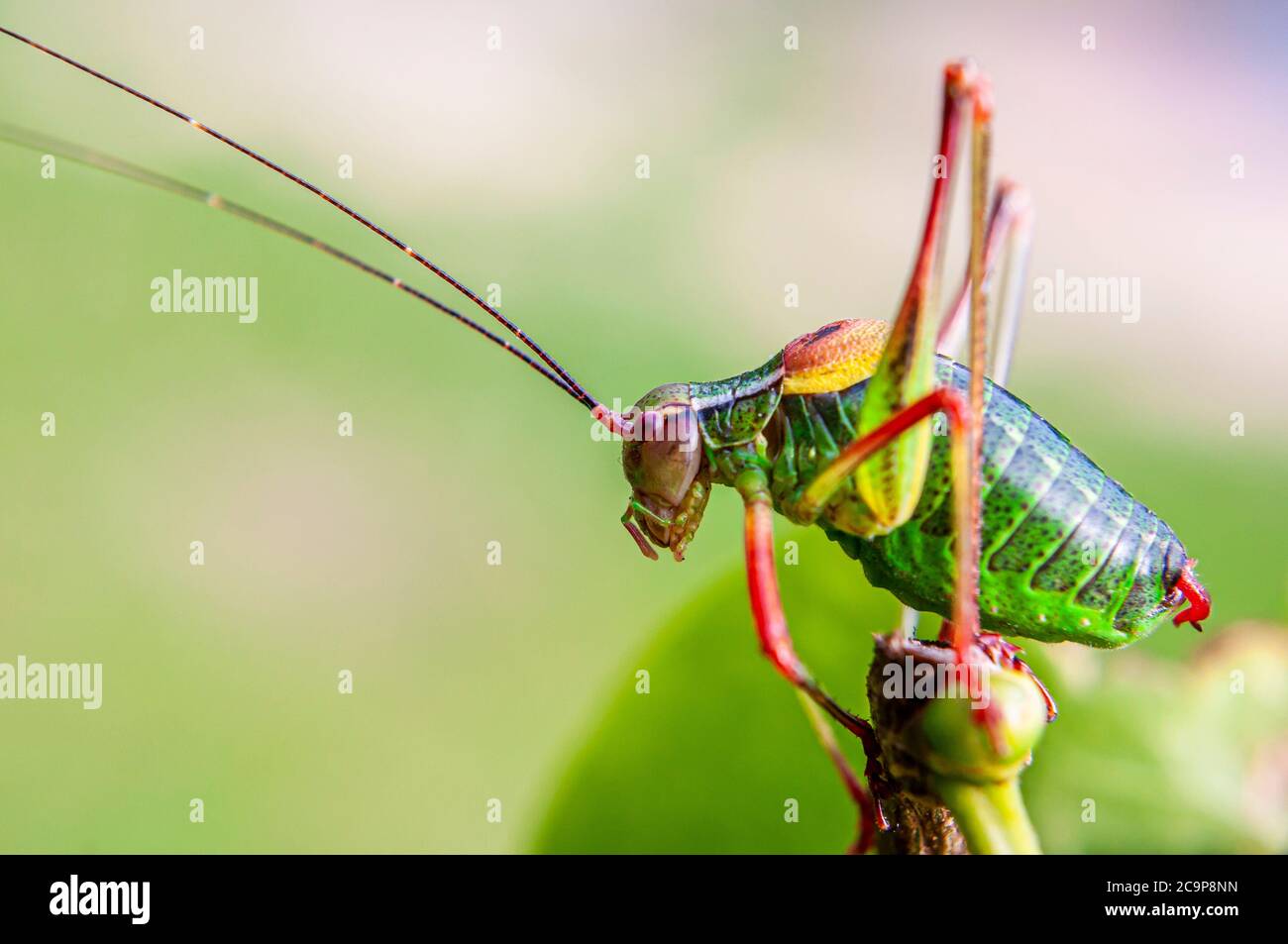 Colorful cricket sits on the grean leaf Stock Photo - Alamy