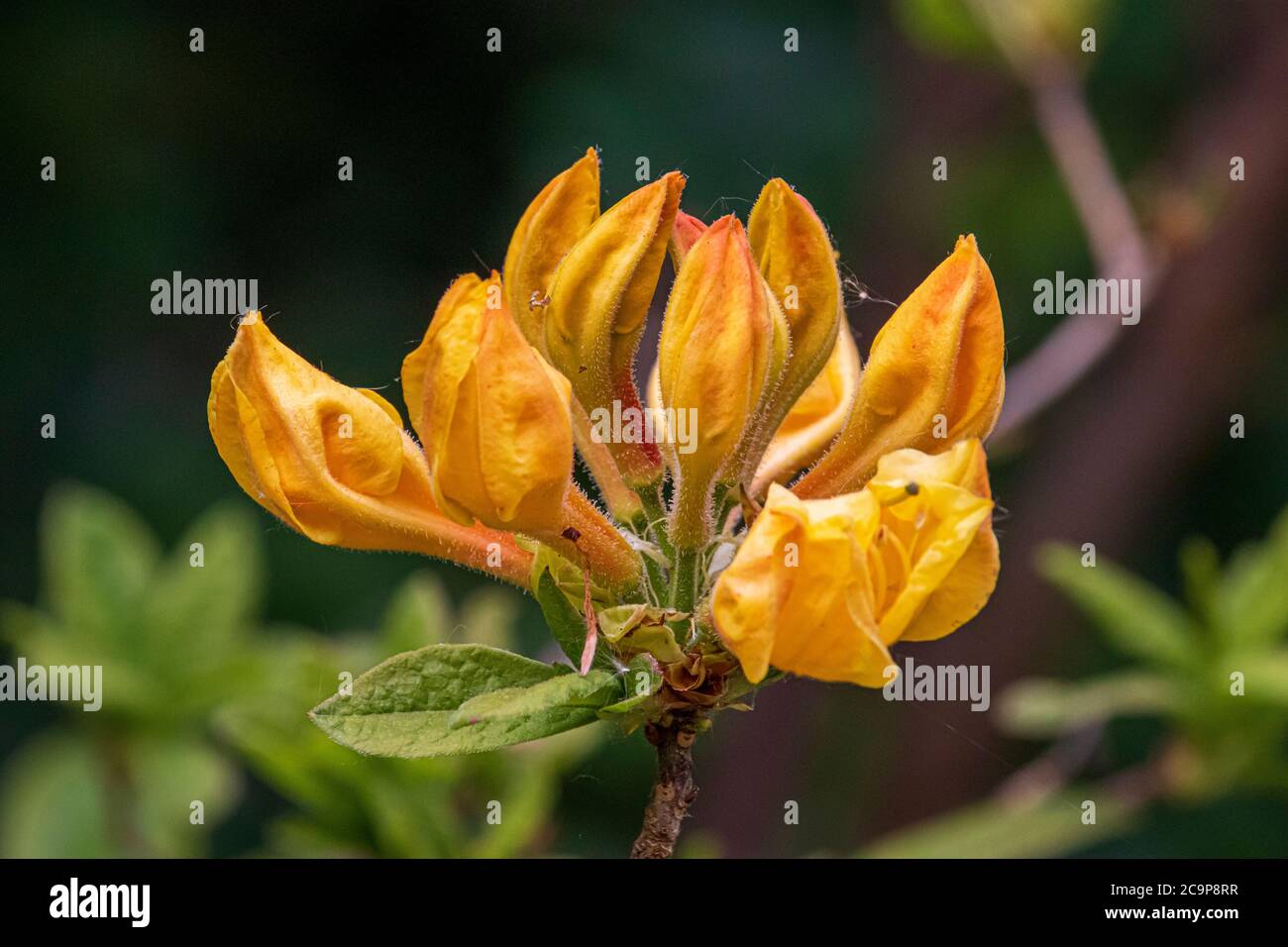 Beautiful fragrant flowers in an English park in Wolverhampton Stock ...