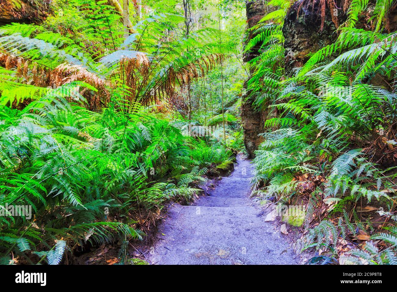 Maintained walking track through the Grand Canyon in BLue Mountains ...