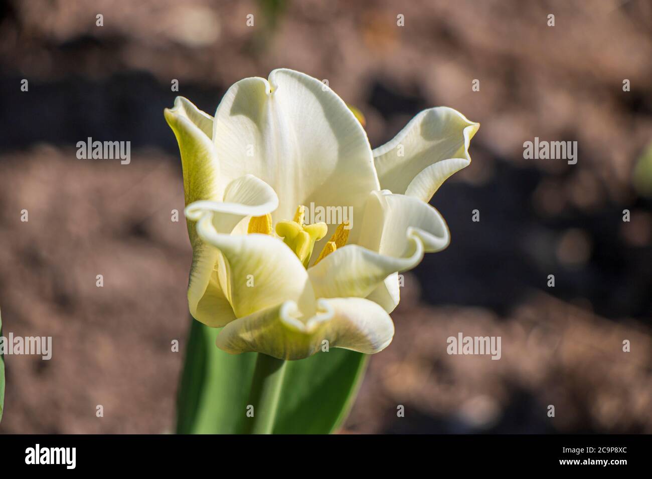 Beautiful fragrant flowers in an English park in Wolverhampton Stock ...