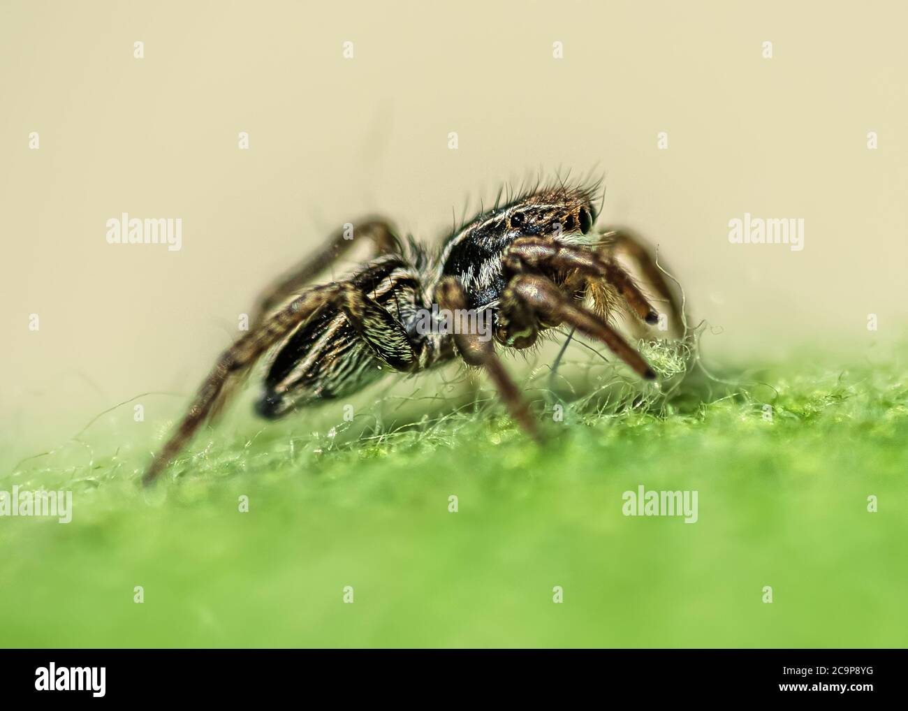 Extreme close up of a jumping spider side view Stock Photo - Alamy