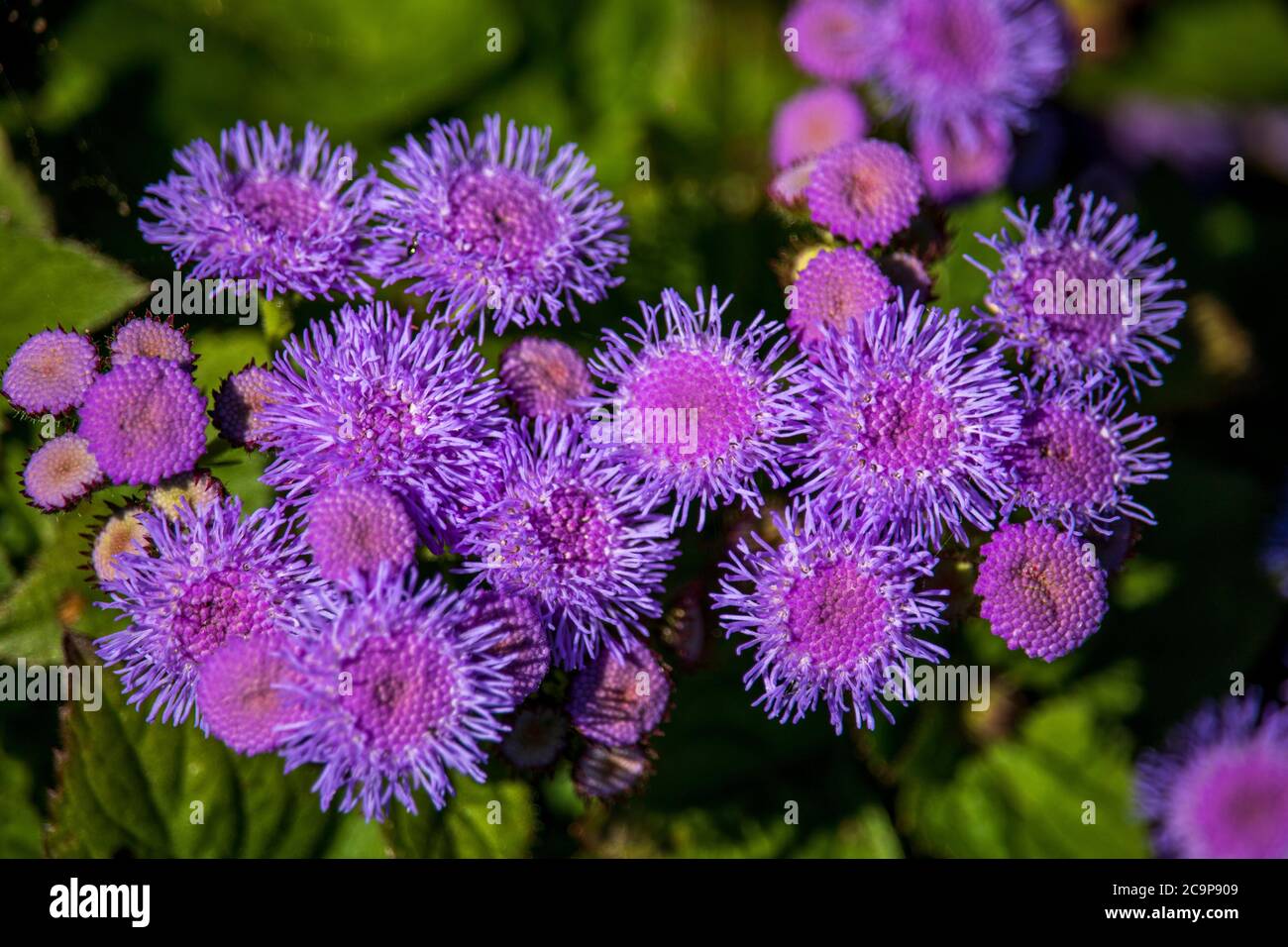 Beautiful fragrant flowers in an English park in Wolverhampton Stock ...