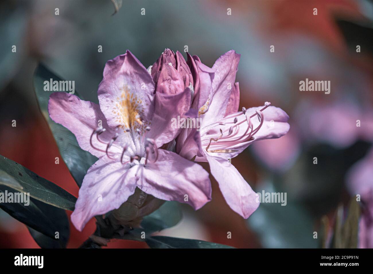 Beautiful fragrant flowers in an English park in Wolverhampton Stock ...