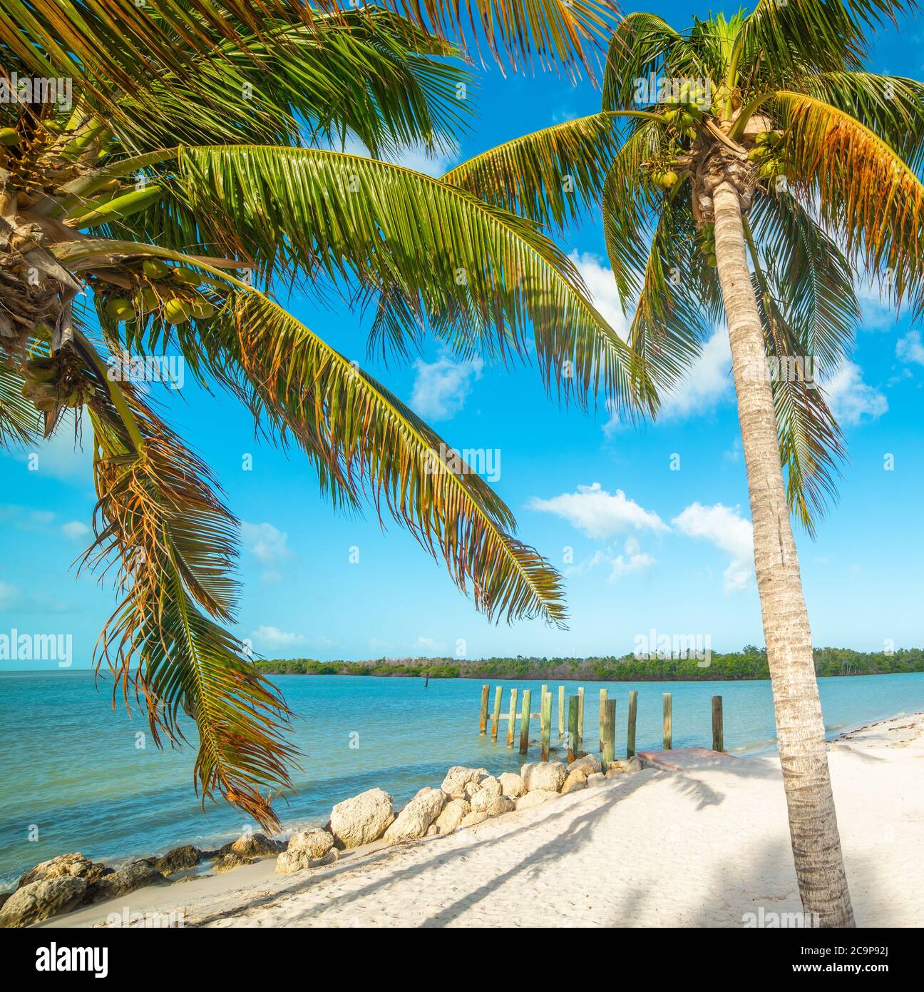 Palm trees and white sand in Florida, USA Stock Photo - Alamy