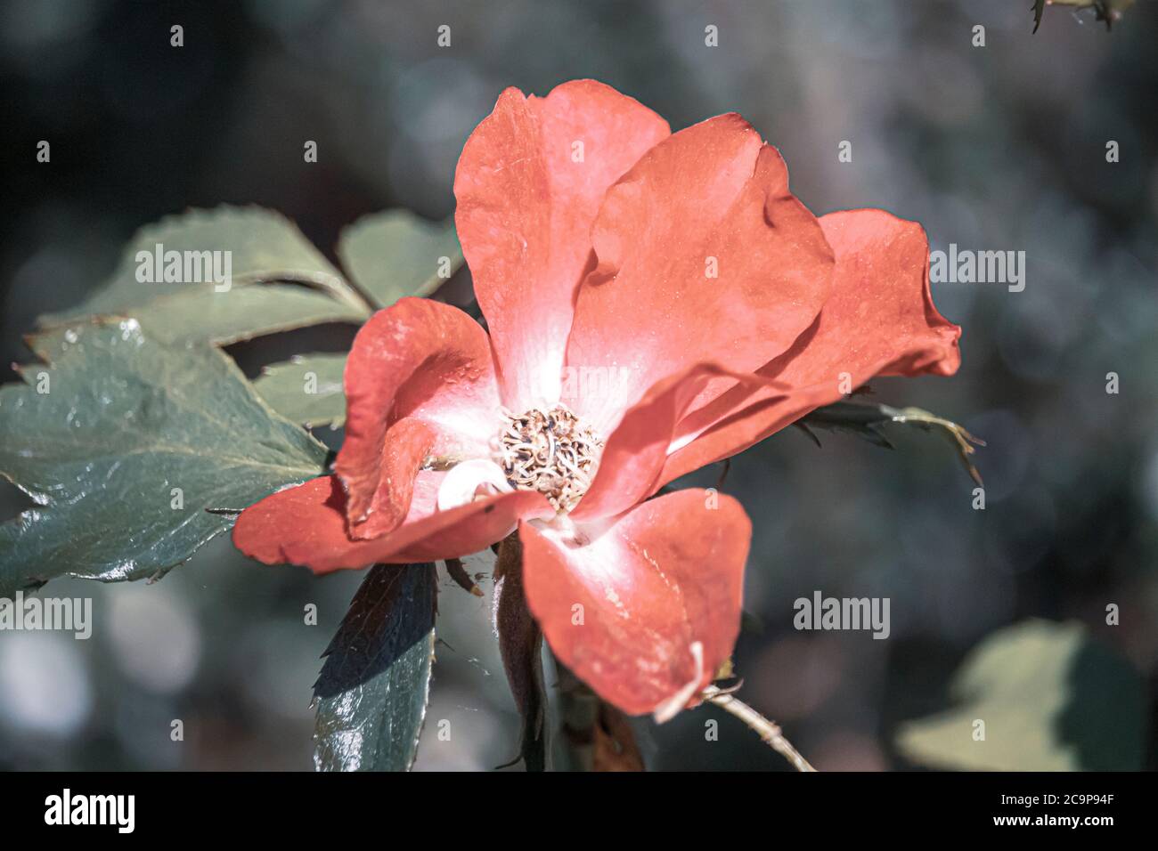 Beautiful fragrant flowers in an English park in Wolverhampton Stock ...