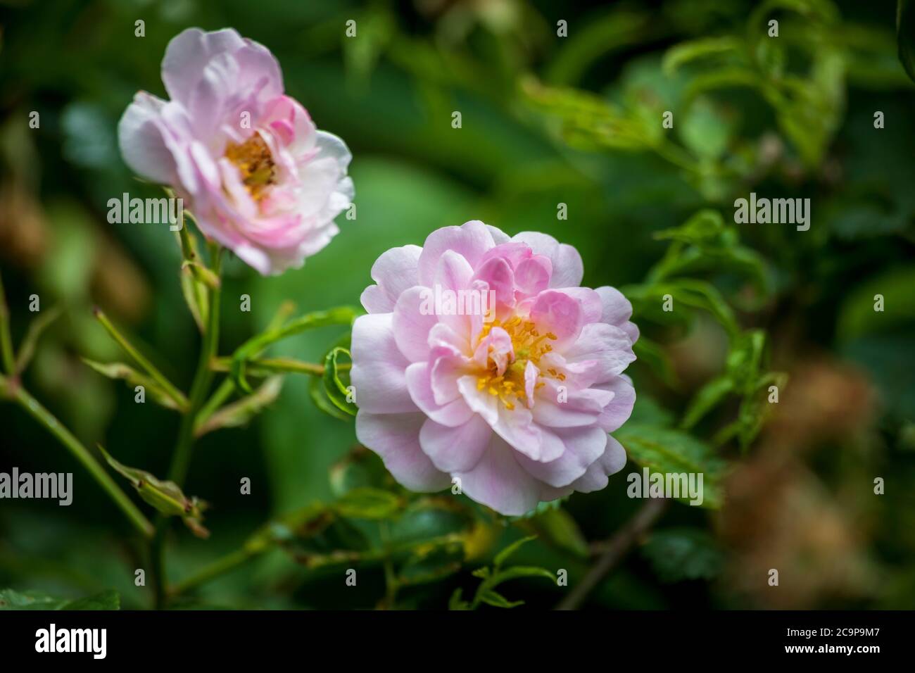 Beautiful fragrant flowers in an English park in Wolverhampton Stock ...