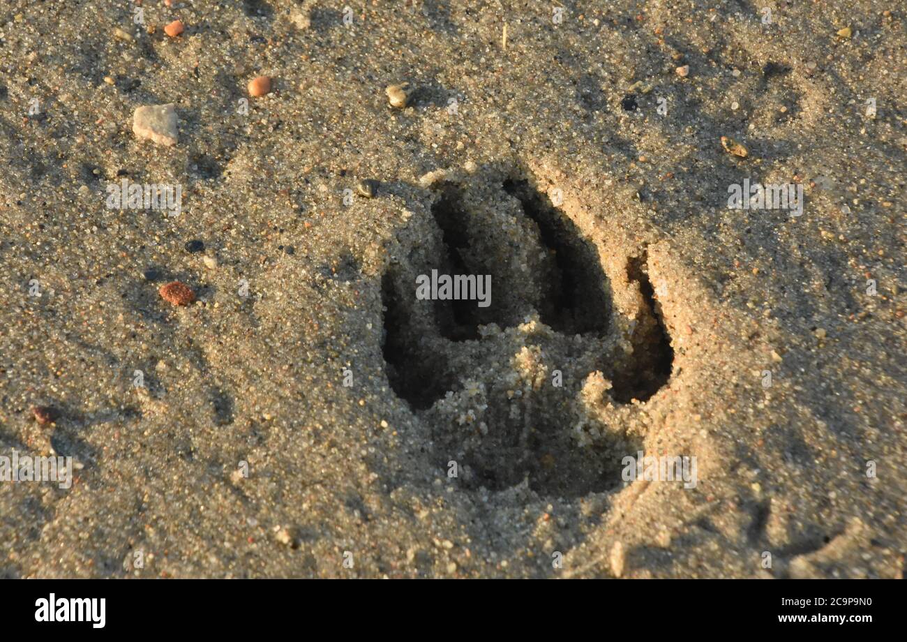 Imprint of a dog paw impression in sand on a beach Stock Photo - Alamy