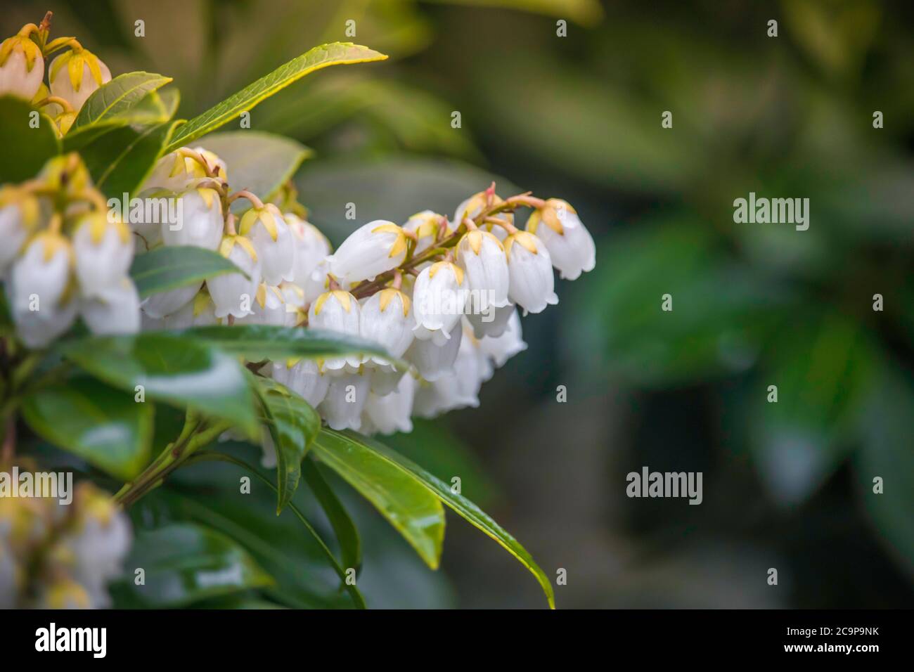 Beautiful fragrant flowers in an English park in Wolverhampton Stock ...