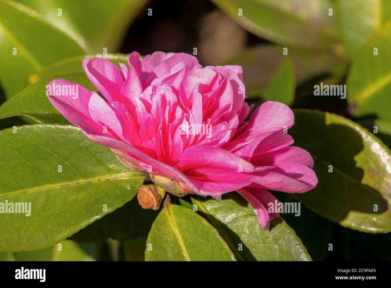 Beautiful fragrant flowers in an English park in Wolverhampton Stock ...