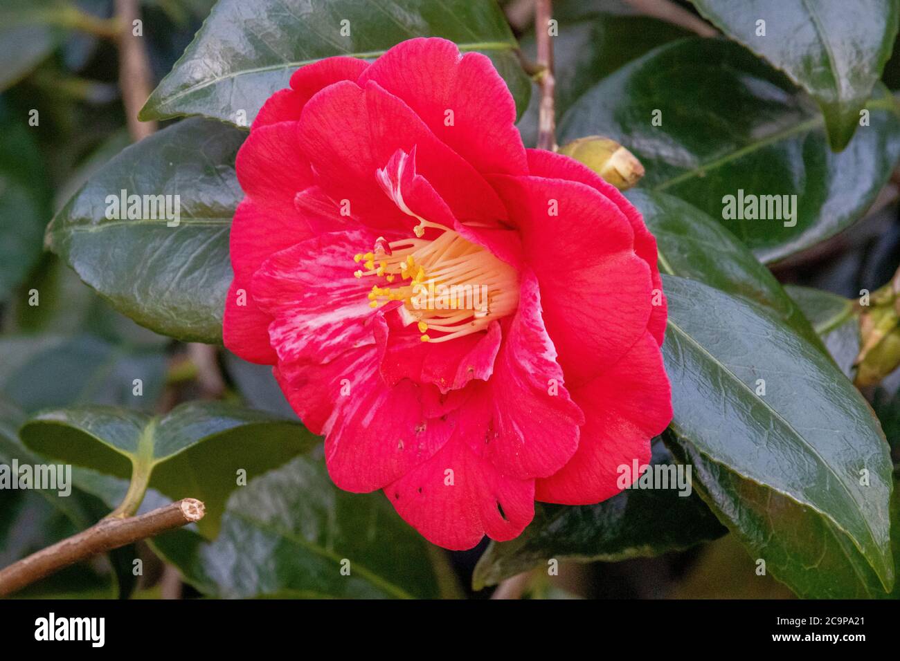 Beautiful fragrant flowers in an English park in Wolverhampton Stock ...