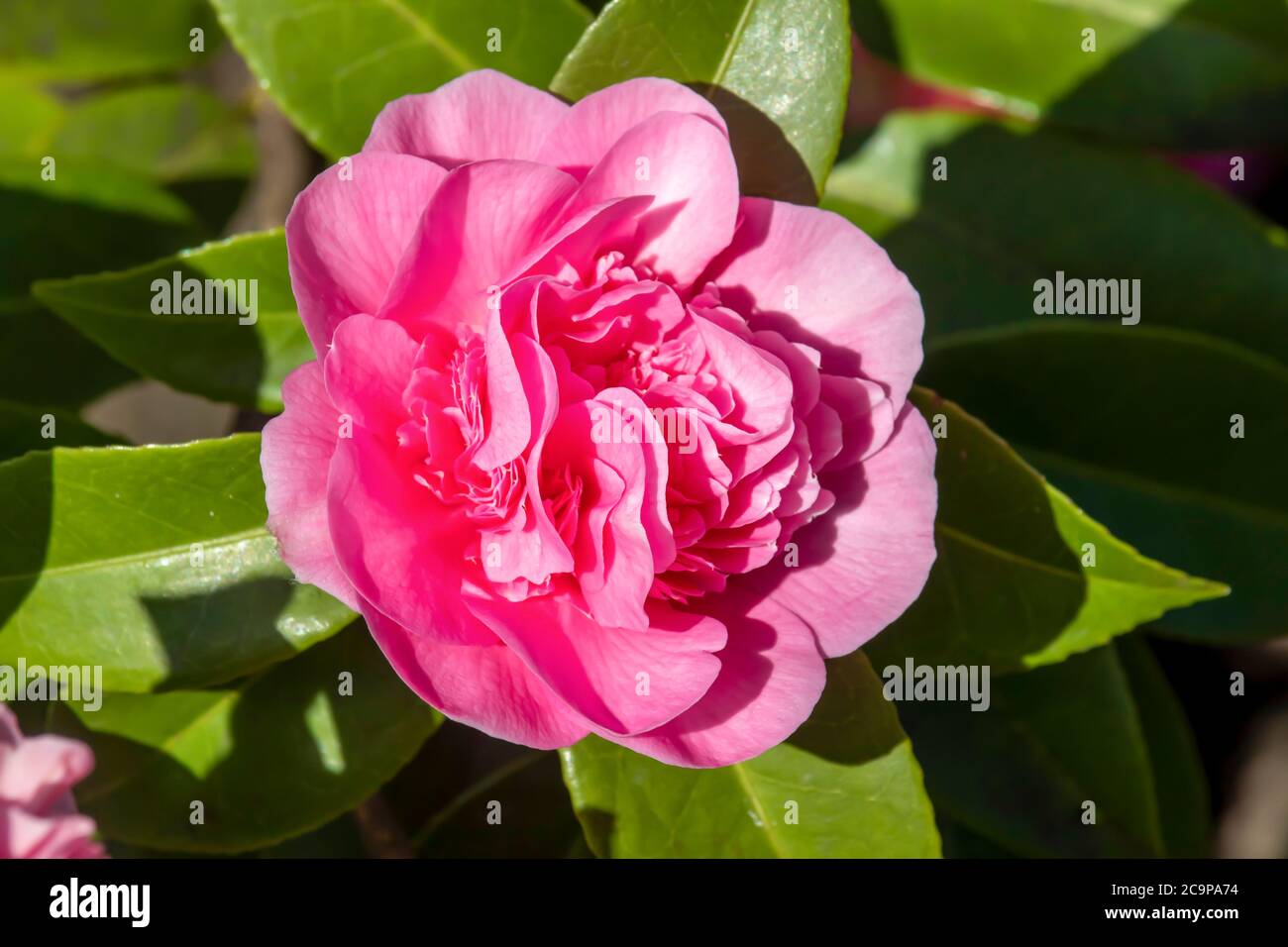 Beautiful fragrant flowers in an English park in Wolverhampton Stock ...