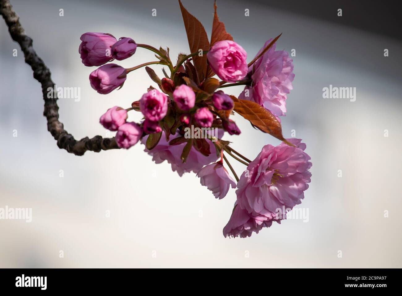 Beautiful fragrant flowers in an English park in Wolverhampton Stock ...