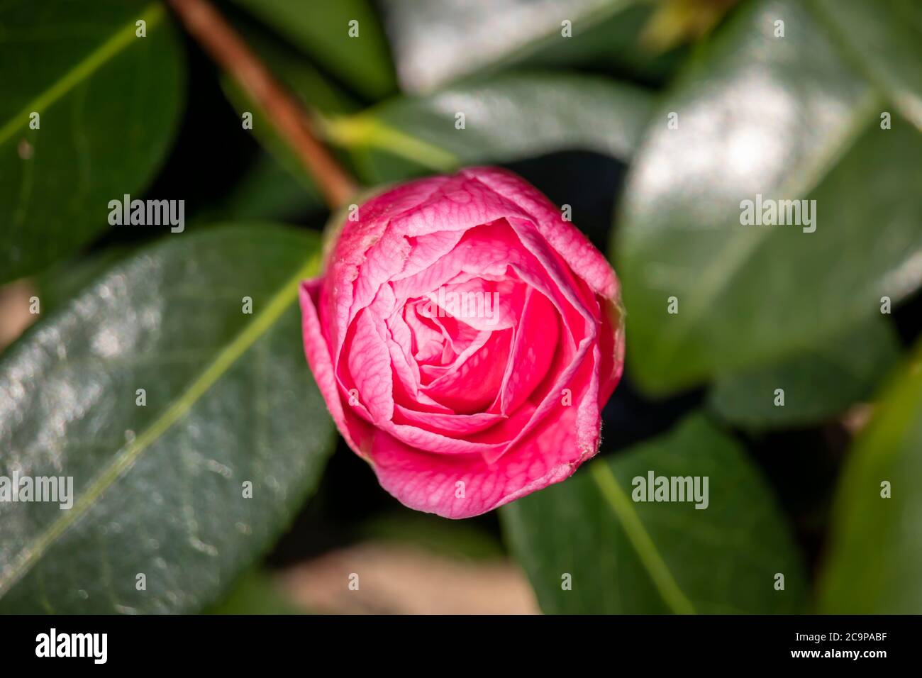 Beautiful fragrant flowers in an English park in Wolverhampton Stock ...