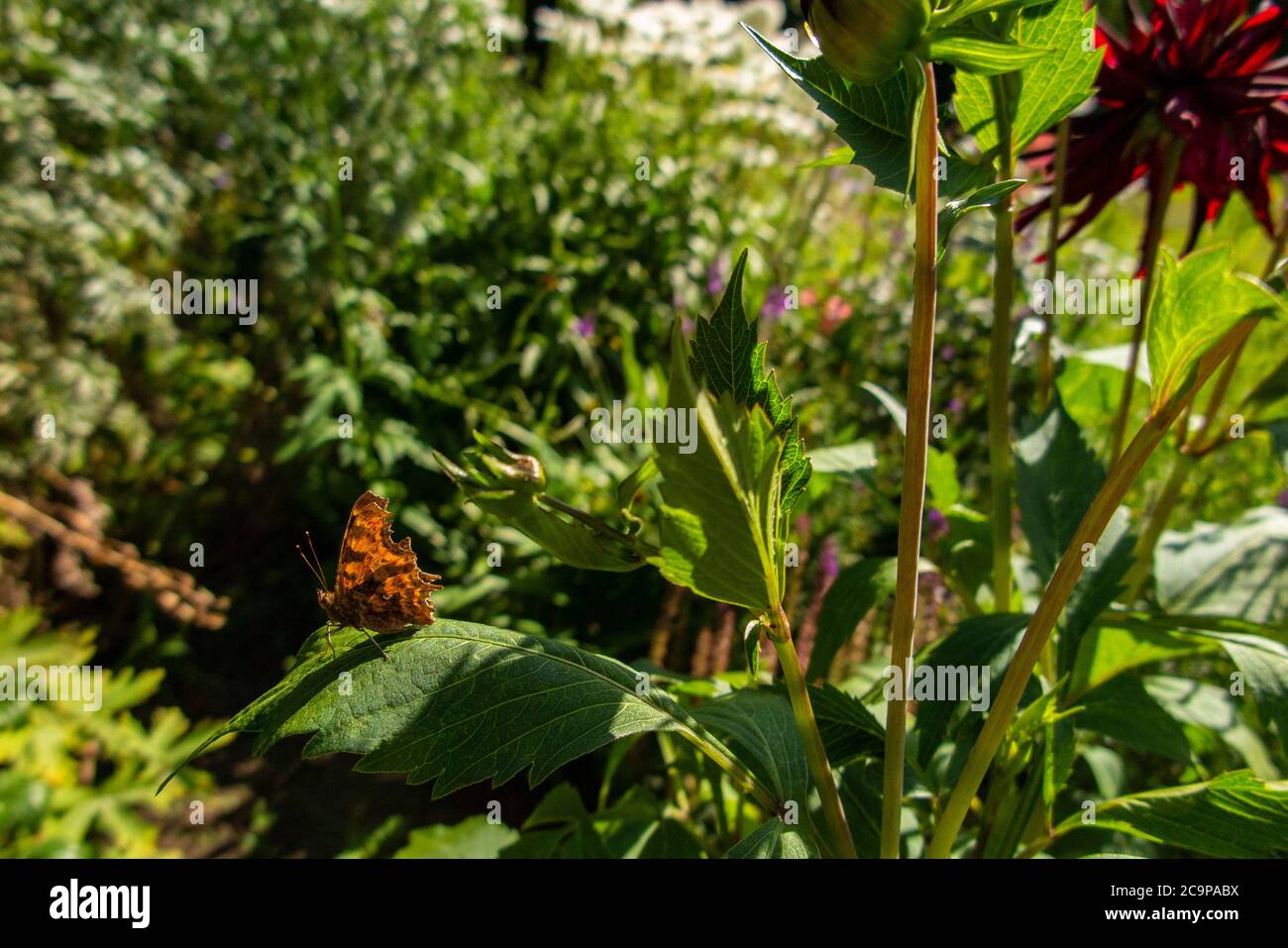 A Comma butterfly in a quintessential English cottage garden Stock ...