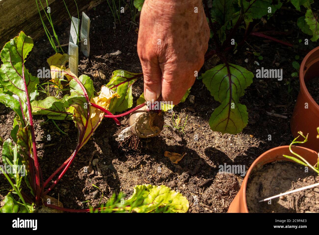Small vegetable plot with greenhouse hi-res stock photography and ...