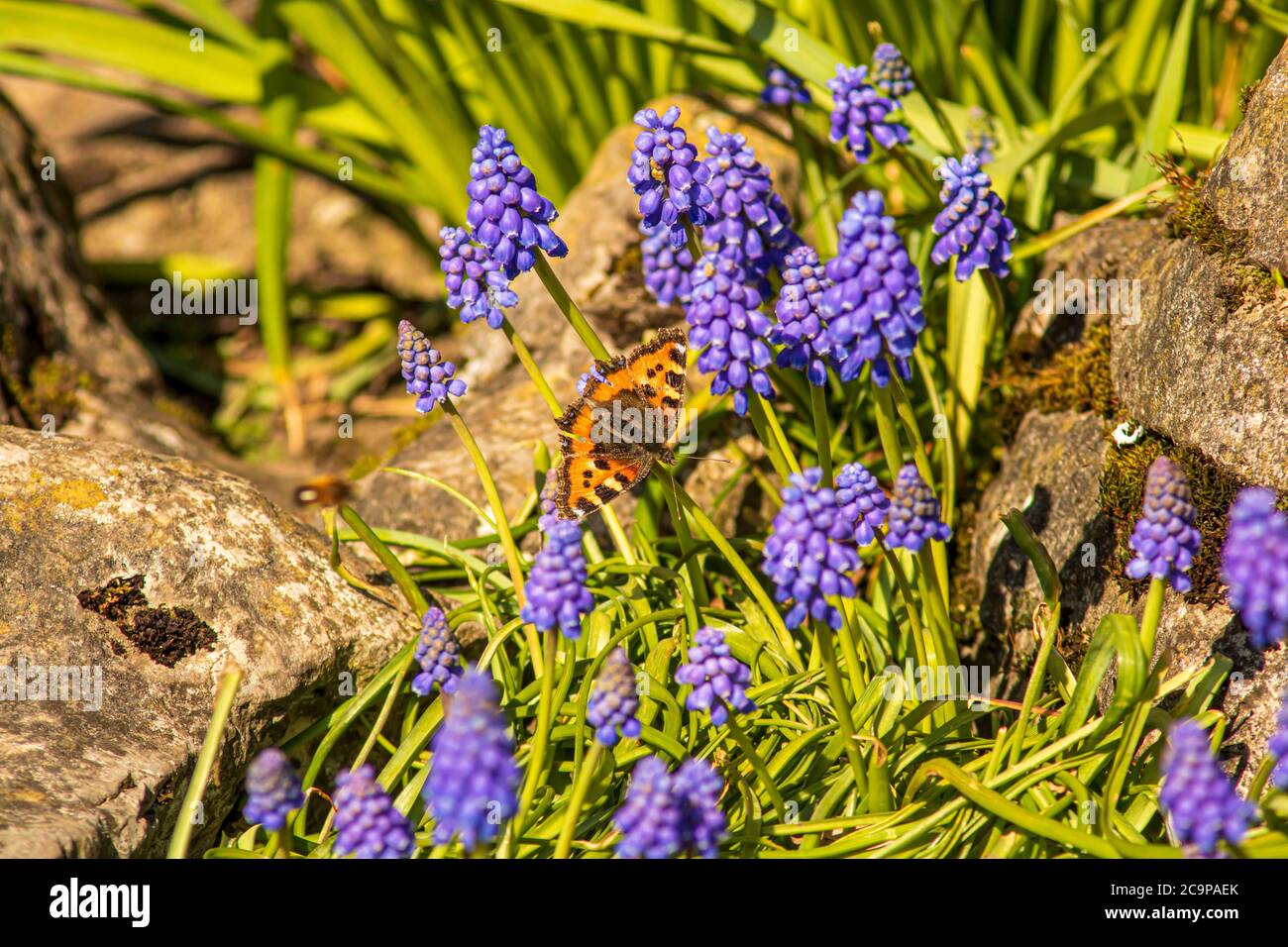 Beautiful fragrant flowers in an English park in Wolverhampton Stock ...