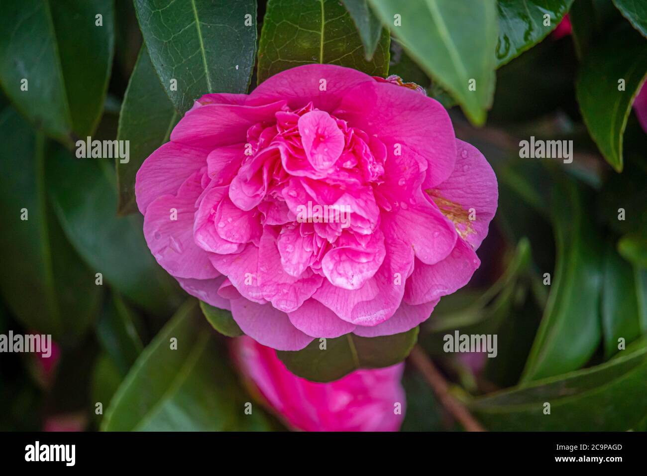 Beautiful fragrant flowers in an English park in Wolverhampton Stock ...