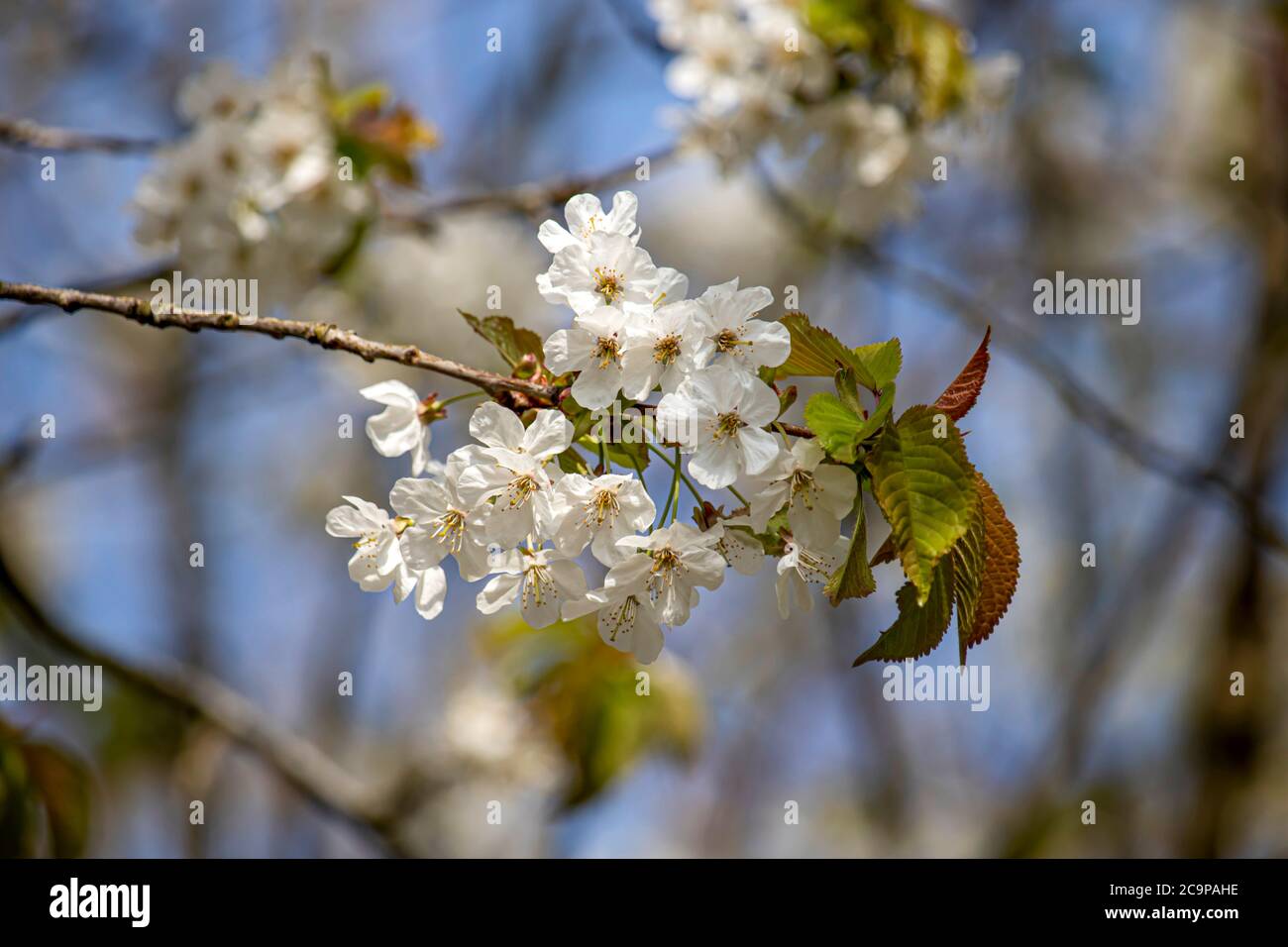 Beautiful fragrant flowers in an English park in Wolverhampton Stock ...