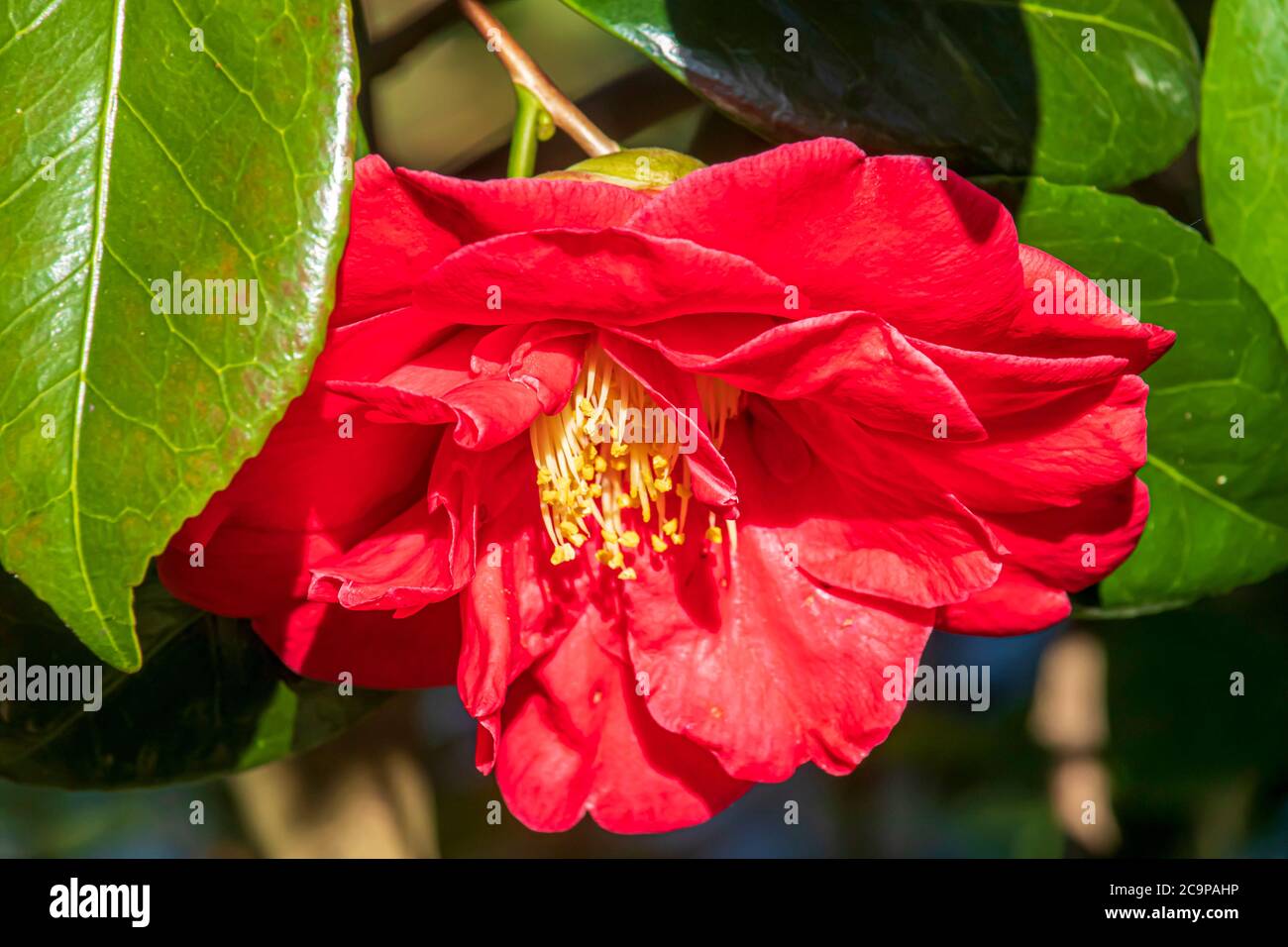 Beautiful fragrant flowers in an English park in Wolverhampton Stock ...