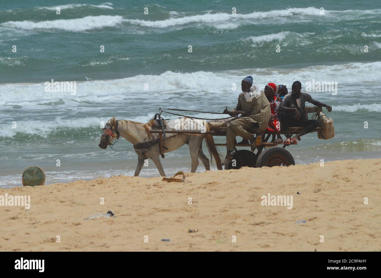 South african animals in senegal hi-res stock photography and images ...