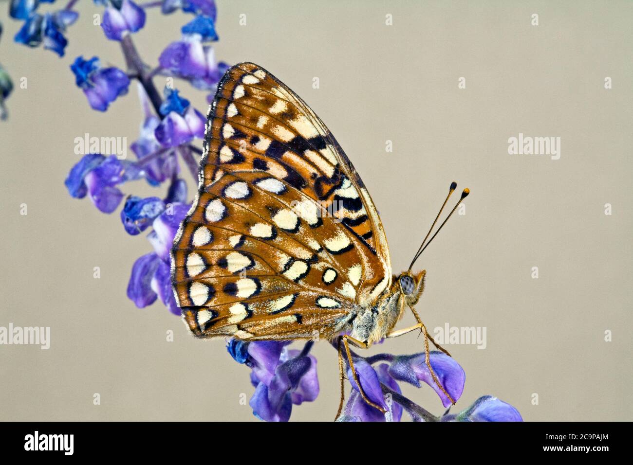 Portrait of a Hydaspe Fritillary butterfly, Speyeria hydaspe, sipping ...
