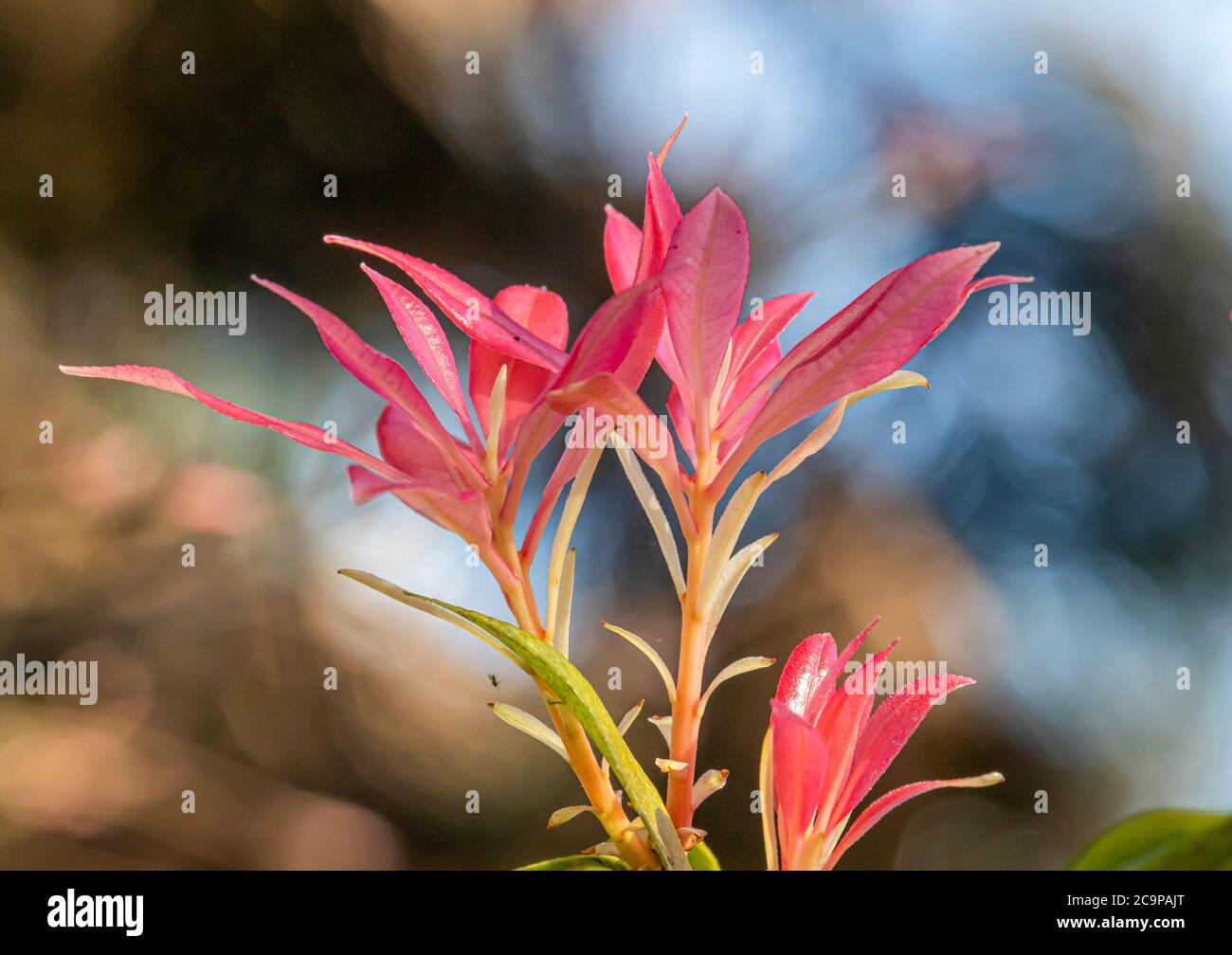 Beautiful fragrant flowers in an English park in Wolverhampton Stock ...