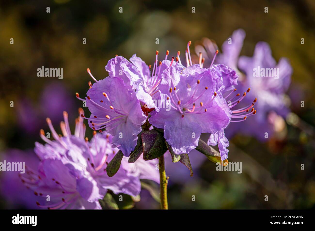 Beautiful fragrant flowers in an English park in Wolverhampton Stock ...