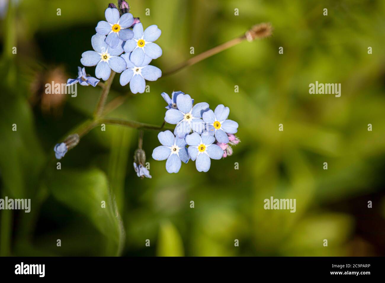 Beautiful fragrant flowers in an English park in Wolverhampton Stock ...