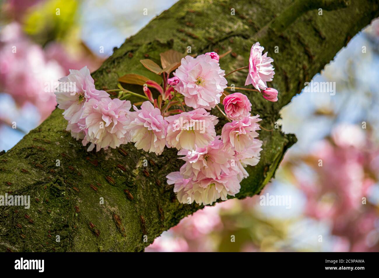 Beautiful fragrant flowers in an English park in Wolverhampton Stock ...