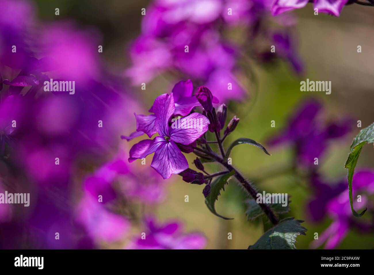 Beautiful fragrant flowers in an English park in Wolverhampton Stock ...