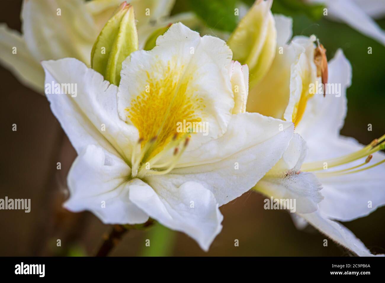 Beautiful fragrant flowers in an English park in Wolverhampton Stock ...