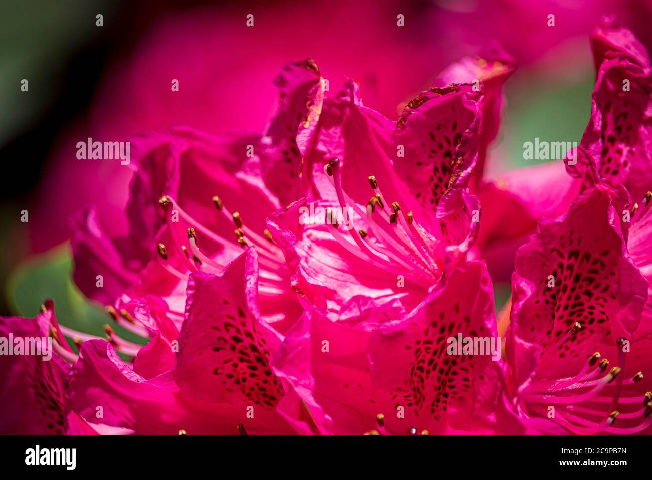 Beautiful fragrant flowers in an English park in Wolverhampton Stock ...