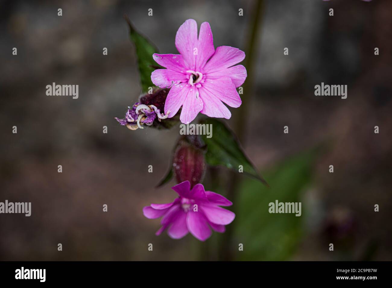 Beautiful fragrant flowers in an English park in Wolverhampton Stock ...