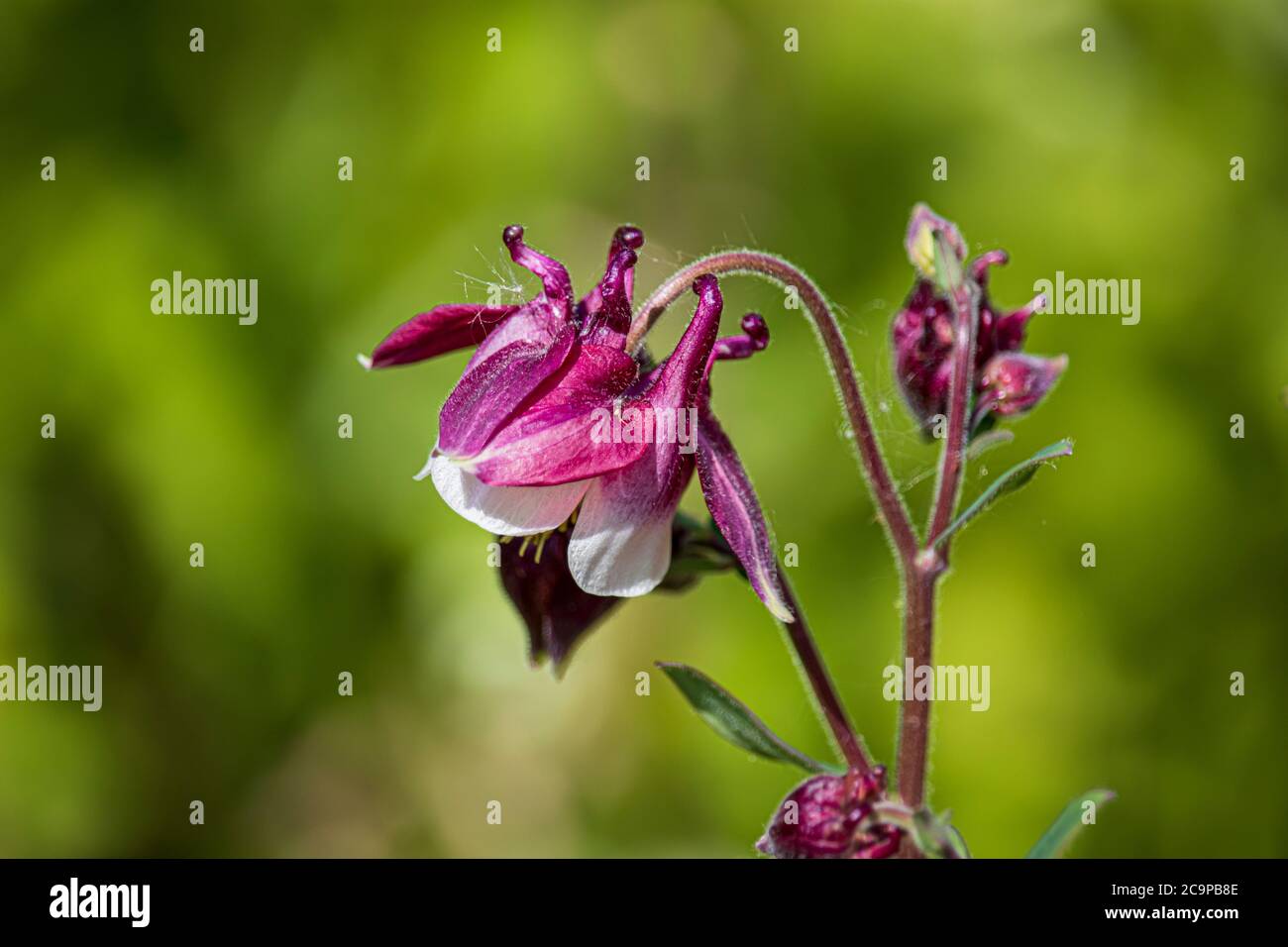 Beautiful fragrant flowers in an English park in Wolverhampton Stock ...