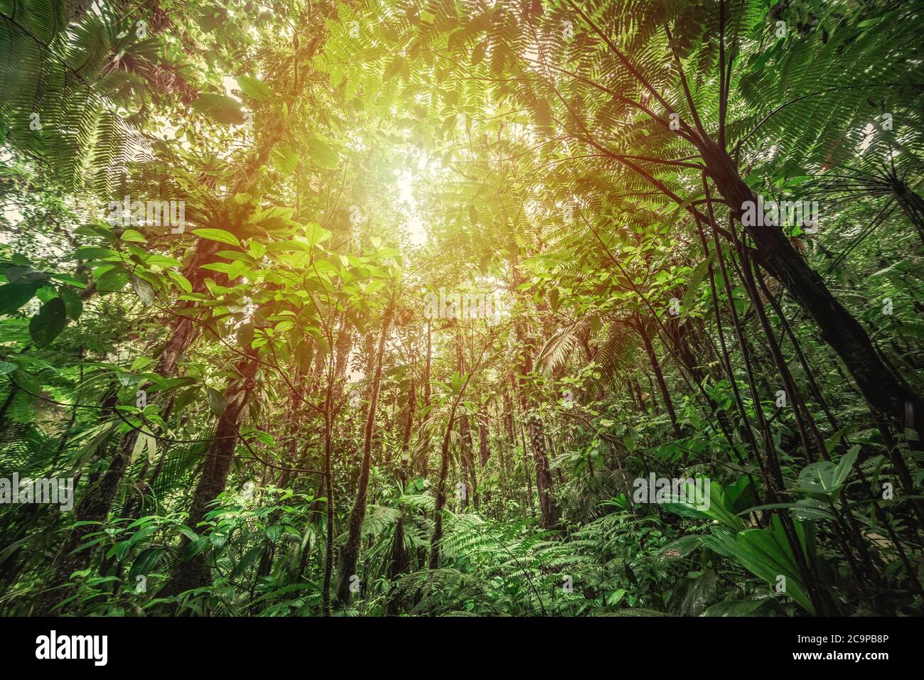 Thick vegetation in Basse Terre tropical forest. Guadeloupe, Caribbean ...
