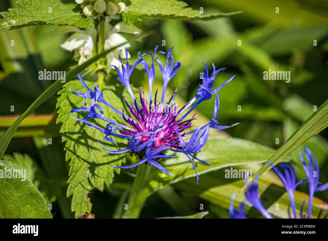 Beautiful fragrant flowers in an English park in Wolverhampton Stock ...
