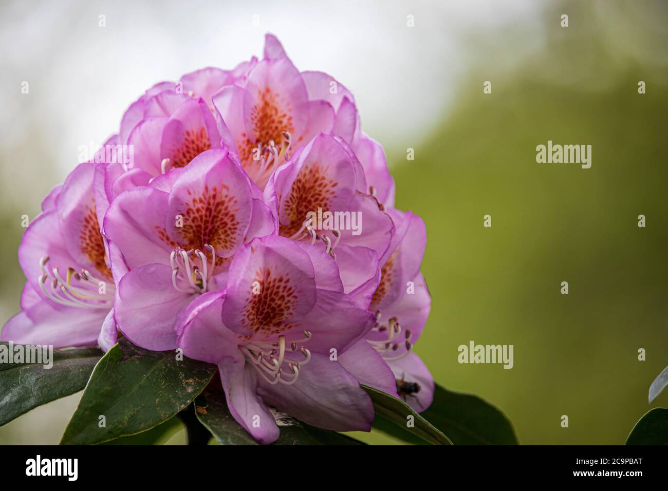 Beautiful fragrant flowers in an English park in Wolverhampton Stock ...