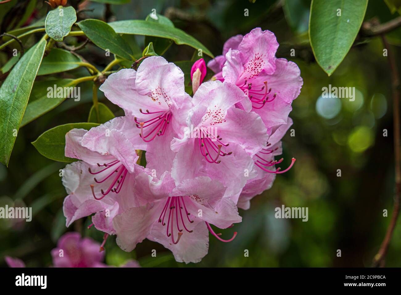 Beautiful fragrant flowers in an English park in Wolverhampton Stock ...
