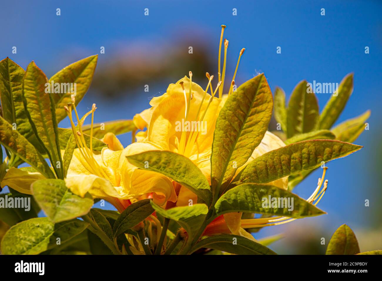 Beautiful fragrant flowers in an English park in Wolverhampton Stock ...