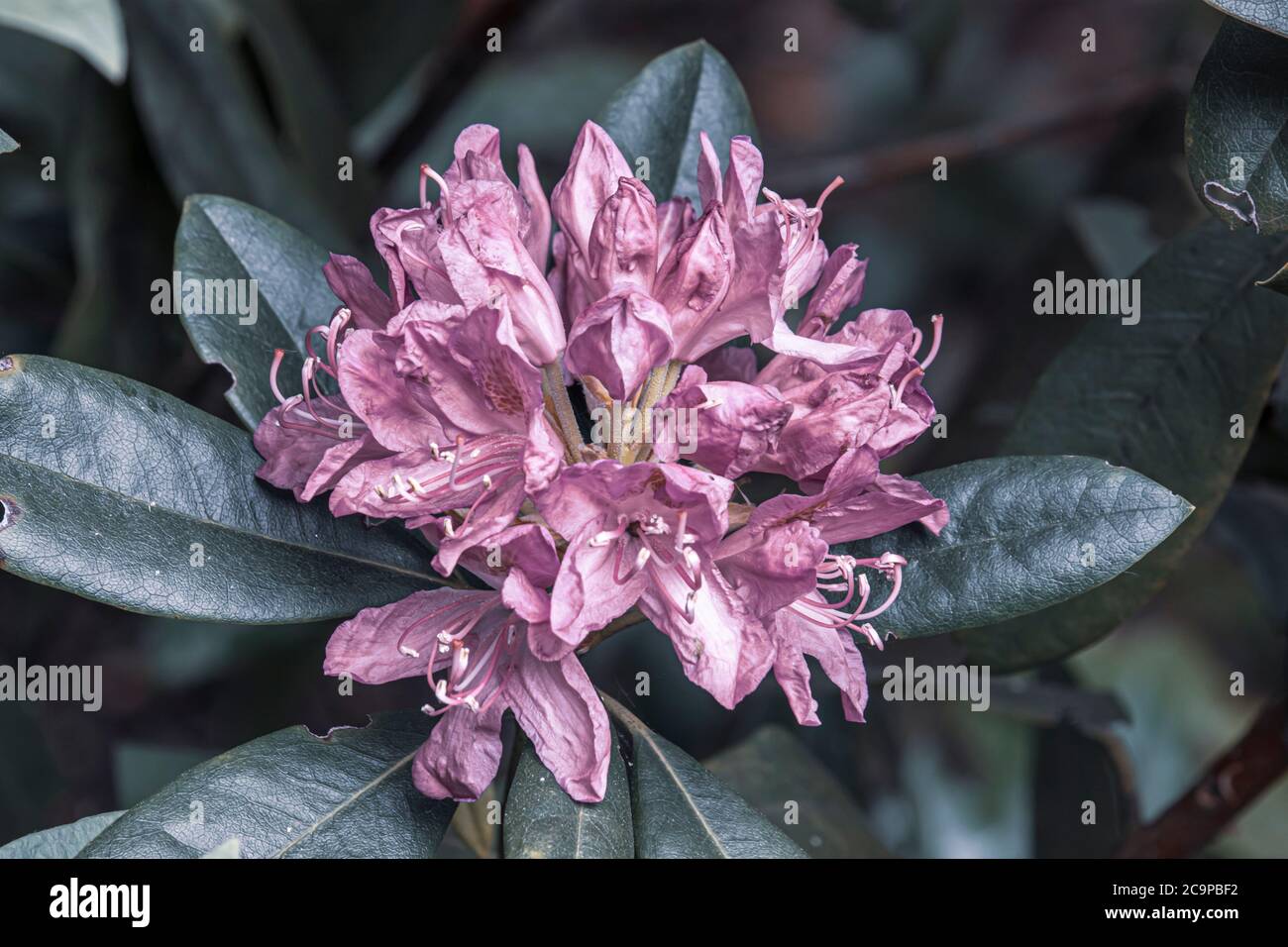 Beautiful fragrant flowers in an English park in Wolverhampton Stock ...