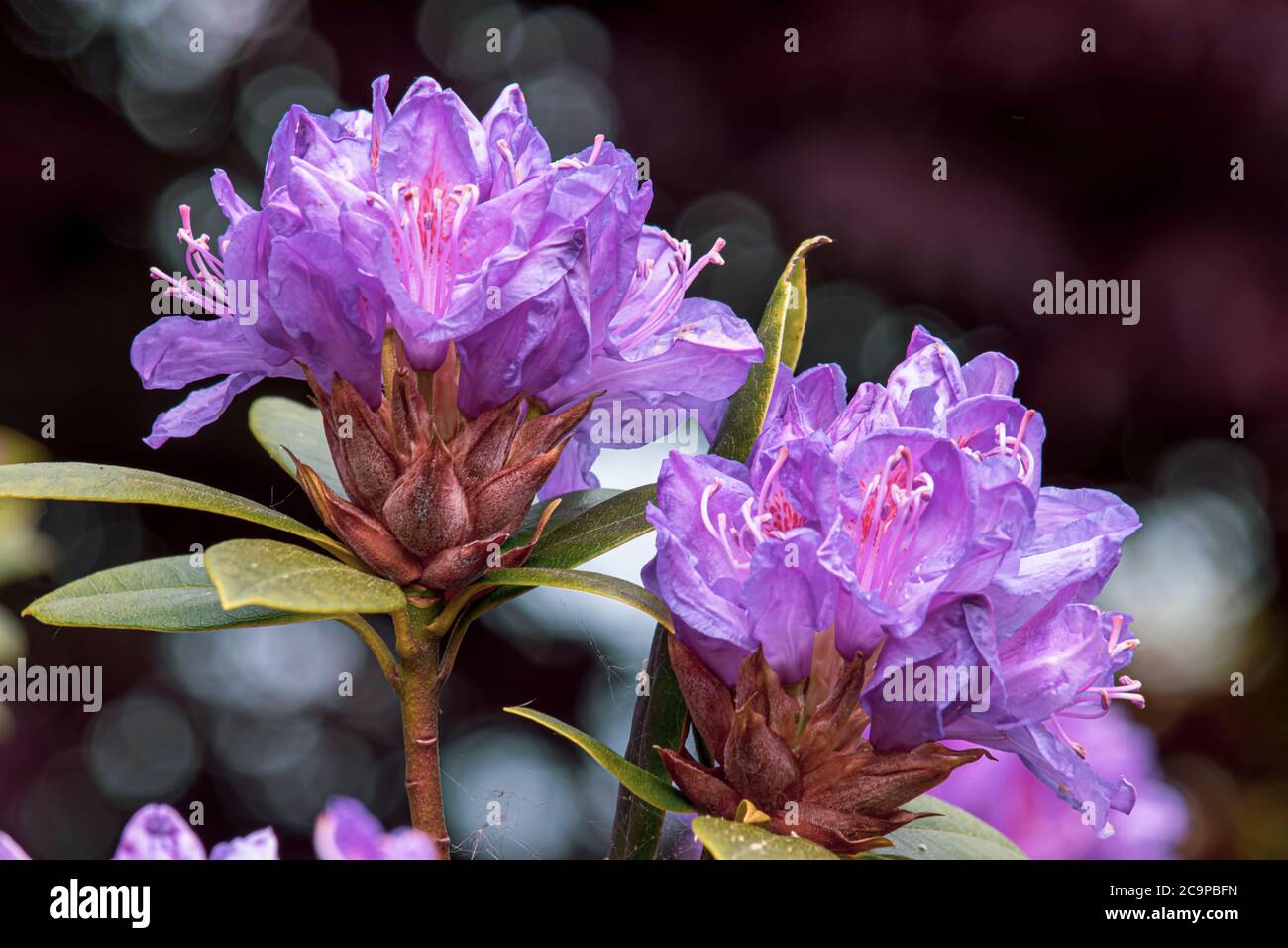 Beautiful fragrant flowers in an English park in Wolverhampton Stock ...