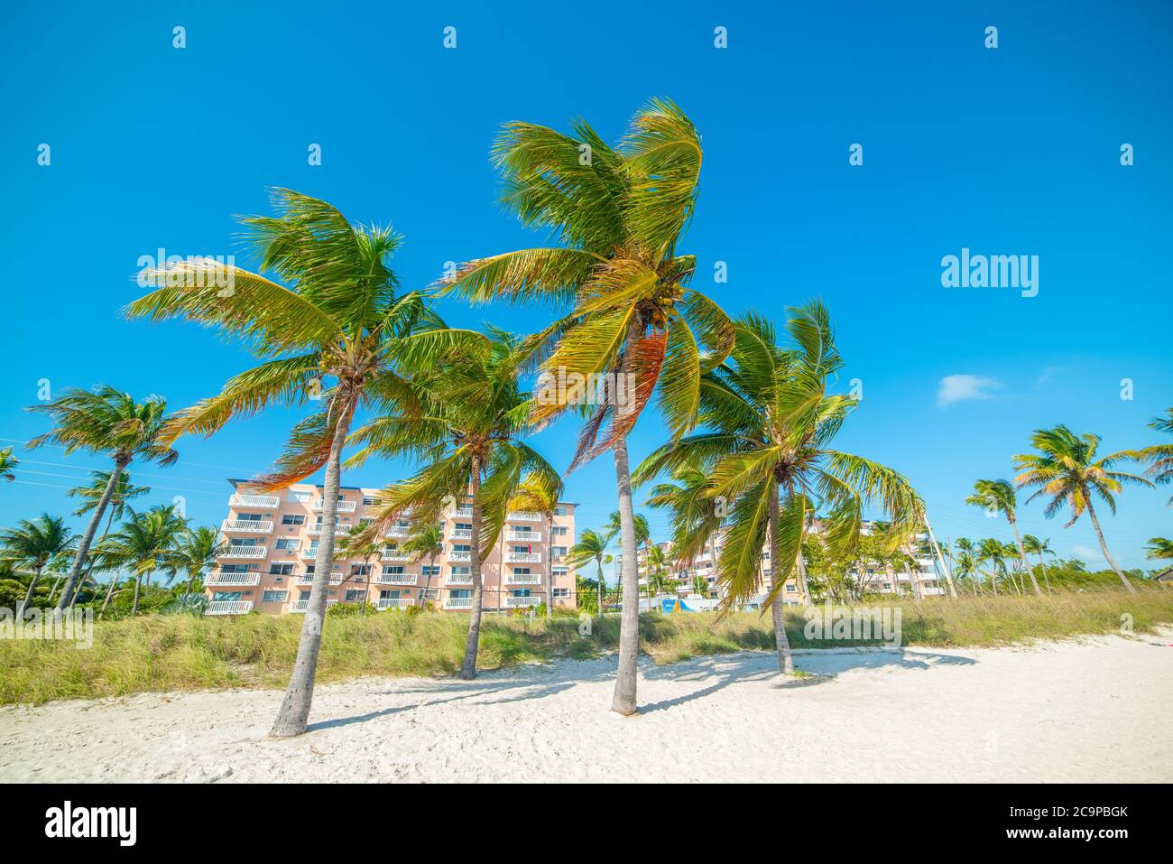 Coconut Palm trees in Smathers Beach. Florida Keys, USA Stock Photo - Alamy