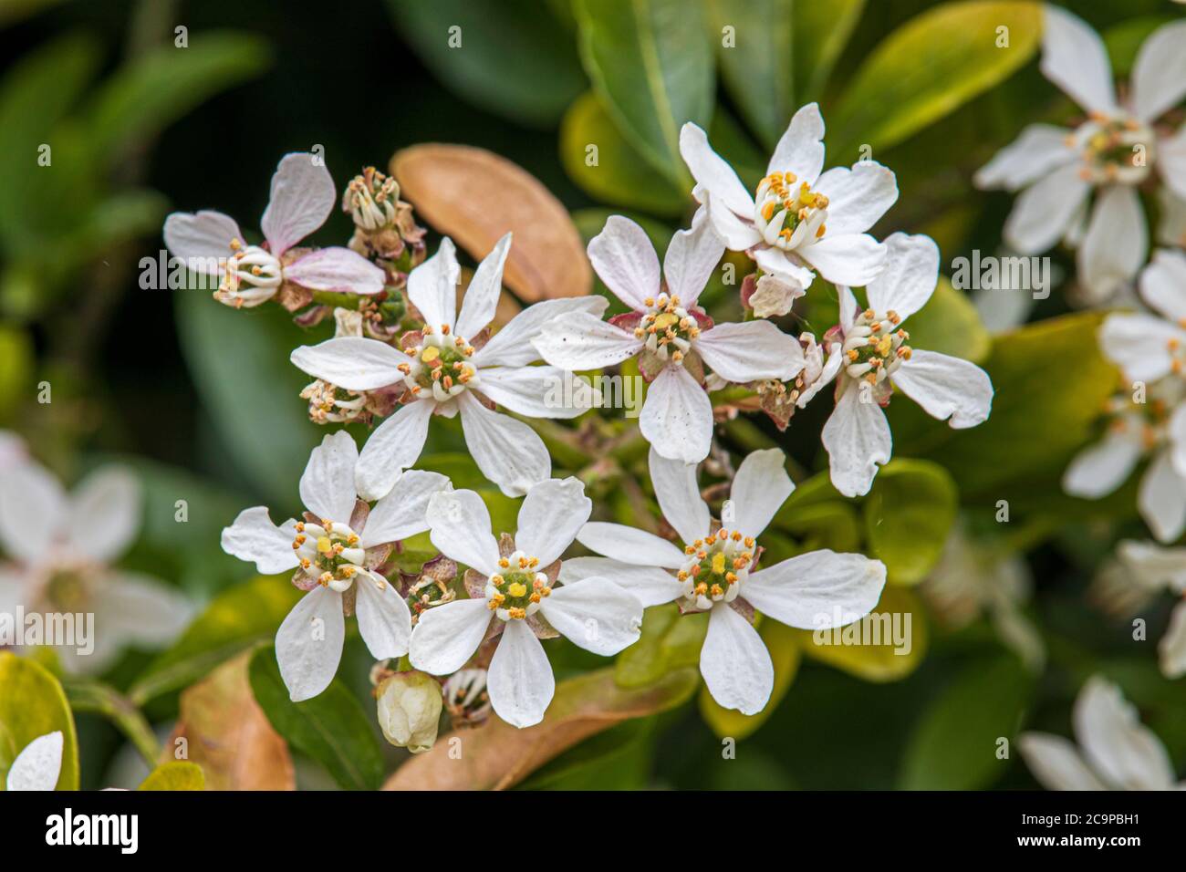 Beautiful fragrant flowers in an English park in Wolverhampton Stock ...