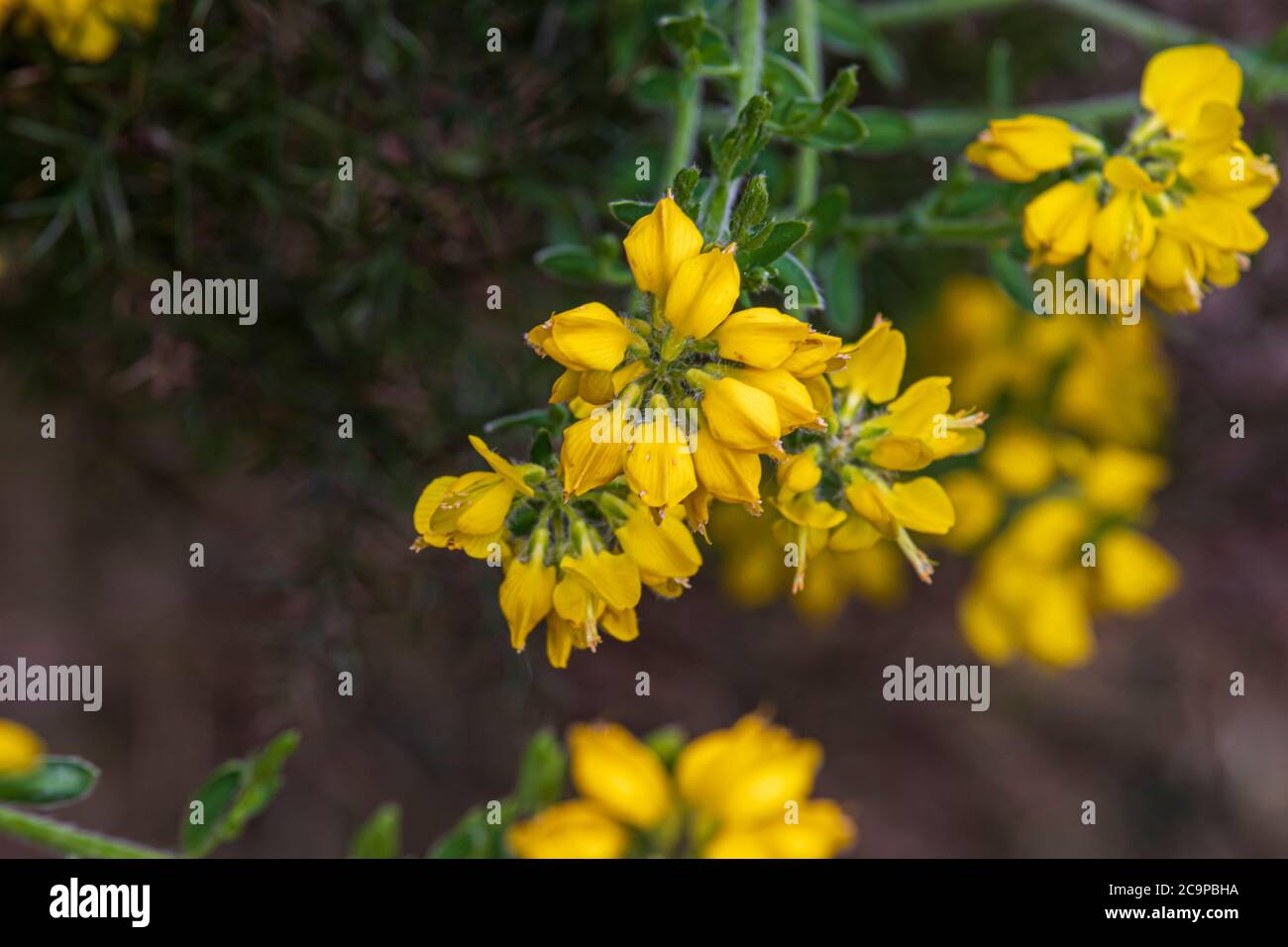 Beautiful fragrant flowers in an English park in Wolverhampton Stock ...