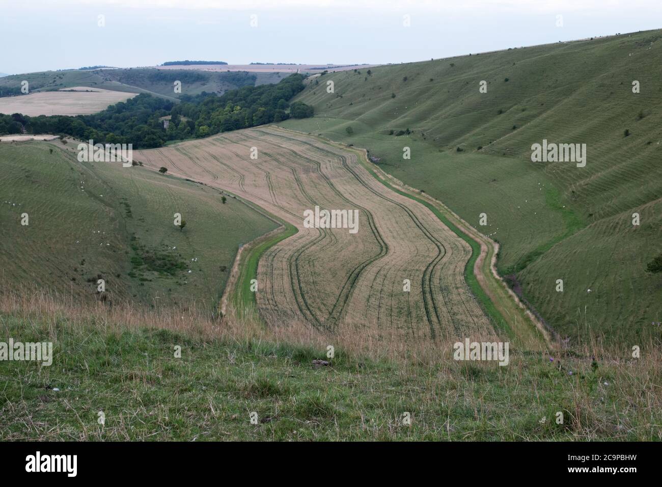 Chalk salisbury plain hi-res stock photography and images - Alamy