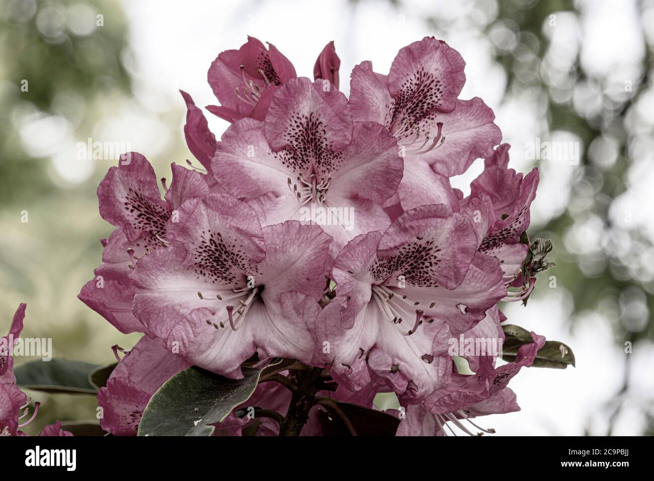 Beautiful fragrant flowers in an English park in Wolverhampton Stock ...