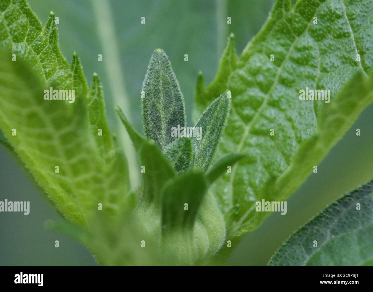 Close up look at a budding green plant Stock Photo - Alamy